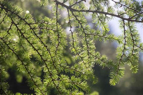 How To Identify The Larch Pine Tree
