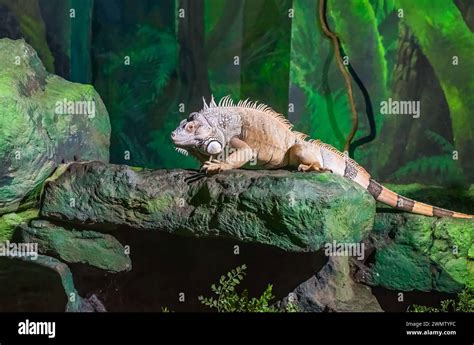 The Green Iguana Also Known As The American Iguana Or The Common Green
