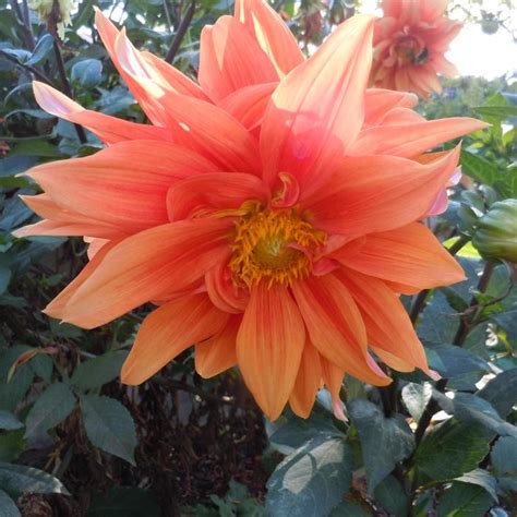 Dahlia Color Spectacle Dahlia Garden Center Marketing