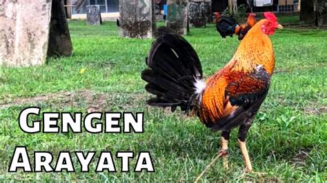 Poultry Expo Joey Sy Gengen Arayata Dicky Lim Youtube
