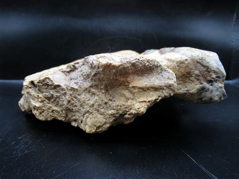 Brontotherium Jaw From S Dakota 1 Fossils For Sale