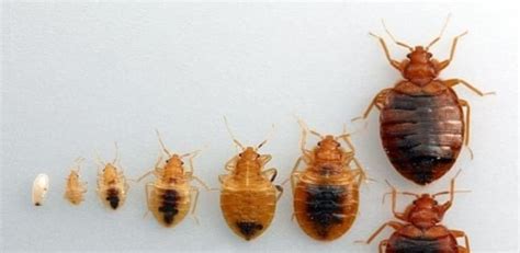 ما هو شكل البق وطرق انتشاره في المنزل