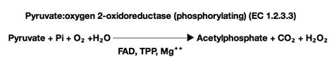Pyruvate Oxidase From Microorganism Toyobo Usa