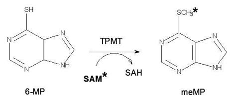 The Principle Of The Tpmt Enzyme Activity Methods By Adding The