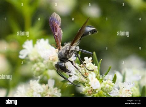 Mexican Grass Carrying Wasp Isodontia Mexicana Insecta Blackfriars