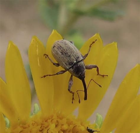 Weevil Anthonomus Bugguide Net