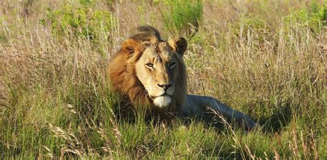 Do Lions Eat Grass The Answer Might Surprise You