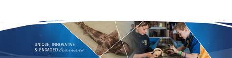 Phylum Chordata Class Chondrichthyes