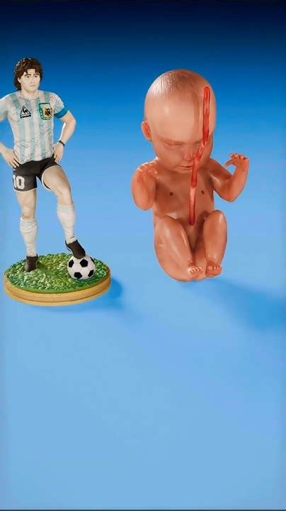 جنين الإنسان في الأسبوع الأول Vs الأسبوع الثامن Youtube