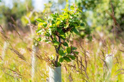 What Is Carbon Offsetting What You Need To Know Switchpal