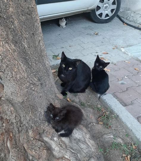 Dark Angels Scrolller