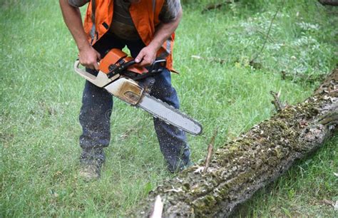 A Man Saws A Tree With A Chainsaw Harvesting Firewood Stock Photo Image Of Branch Equipment