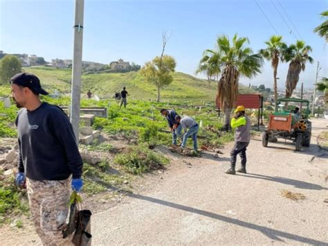 بلدية طبقة فحل زراعة 2000 شجرة حرجية العام الجاري صحيفة الرأي