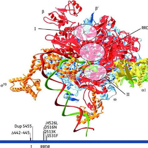 Location Of Ciprofloxacin Selected And Rifampicin Selected Mutations On