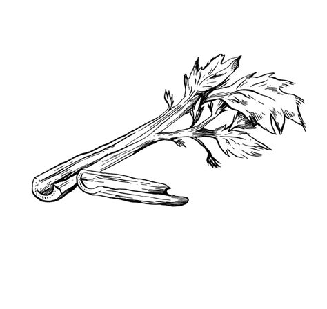 Celery Drawing Free Download On ClipArtMag
