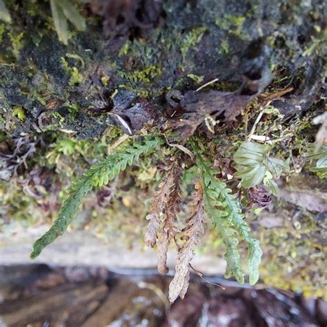 Stenogrammitis Myosuroides · Inaturalist United Kingdom