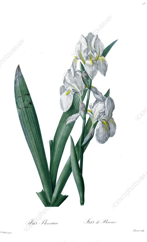 Florentine Iris Iris Florentina Illustration Stock Image F043 2221 Science Photo Library
