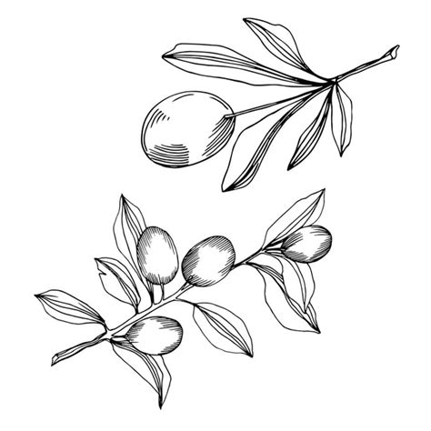 Olive Branch Vector — Stock Vector © Zeninaasya 87652650