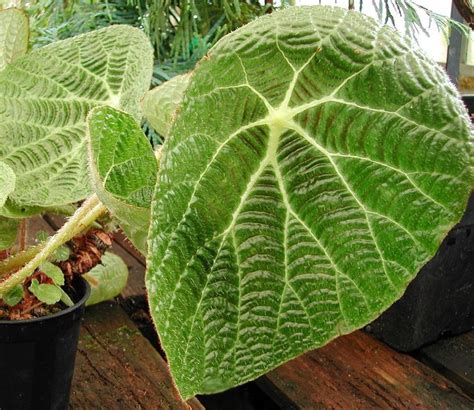 Begonia Paulensis Spider Web Begonia