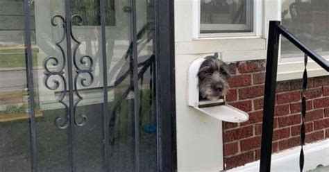 Ce chien a réalisé que la boîte aux lettres est le meilleur endroit