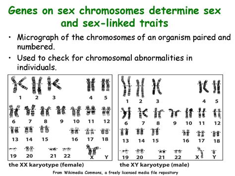 Human Biology Biol 104 Talk Ten Human Development Ppt Download
