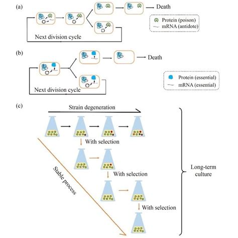 Approaches To Avoid Microbial Contamination Download Scientific Diagram