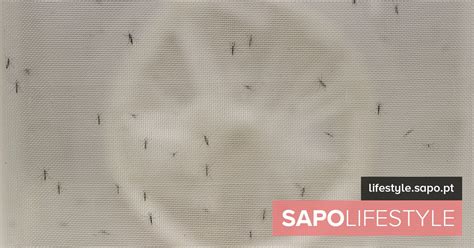 Brasil é O País Das Américas Mais Afetado Pela Dengue Este Ano Com 29