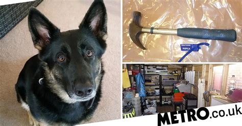 Man Killed His Dog With A Hammer Because It Was Following Him Around