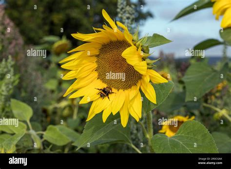 Sunflower With Bumble Bee UK Stock Photo Alamy