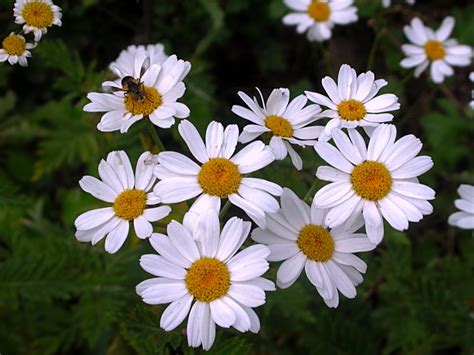 Pyrethrum corymbosum - Изображение особи - Плантариум