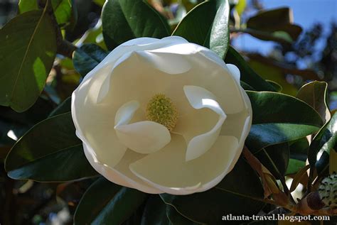 Магнолия цветет | Atlanta Travel