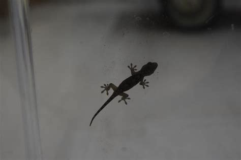 愛媛県立とべ動物園