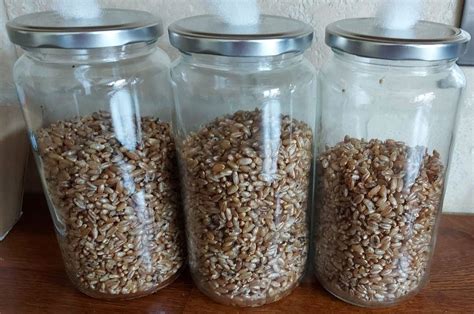 Best Grain Spawn For Growing Mushrooms Ezmushroom