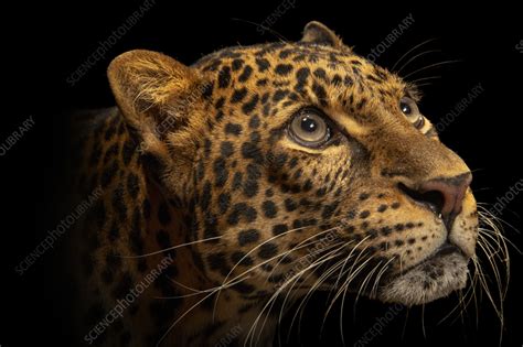 Javan Leopard Stock Image F042 3190 Science Photo Library