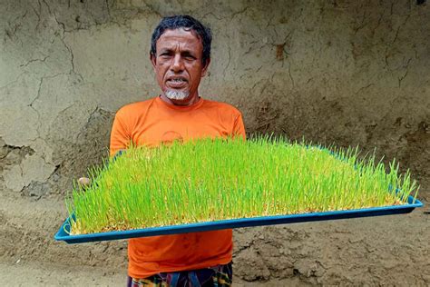 Hydroponic Grass Cultivation For Climate Resilient Livelihoods In