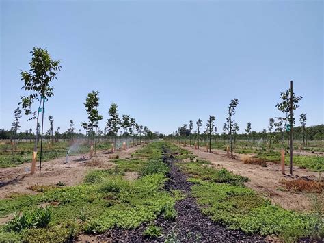 Showing Enhanced Performance Of The New Rootstock Being Trailed