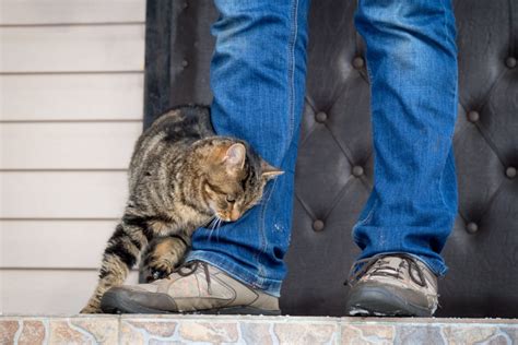 Why Do Cats Rub Against You Heres The Real Reason Pawtracks