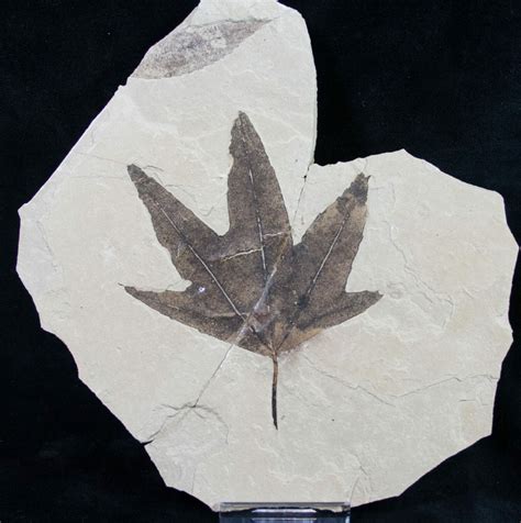 Fossils Fossils Leaf Green