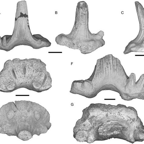 Tooth Characters Of Paleozoic Cladodont Sharks Modified From Duffin