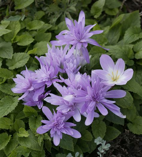 Colchicum And Fall Flowering Crocus Florissa Flowers Roses