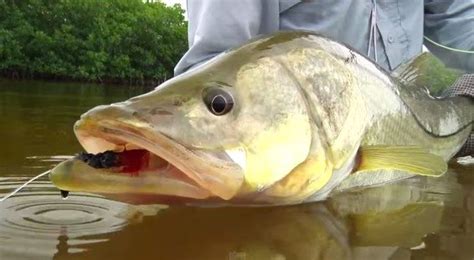 5 Shortcuts For Catching Snook In Florida Like A Pro