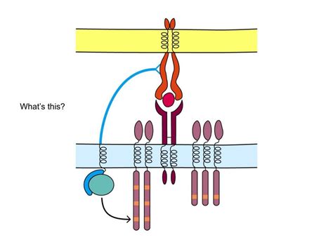 Ppt Chapter 10 T Cell Maturation Activation And Differentiation