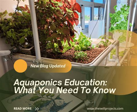 Aquaponics For Beginners A Step By Step Setup Guide The I Will Projects