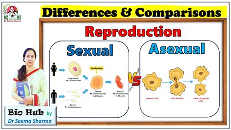 Sexual Vs Asexual Reproduction Youtube