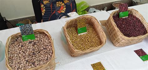 Naro Develops Bean Varieties To Fight Hunger In Karamoja Monitor