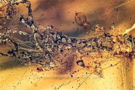 Arachnida Pholcidae Pholcid Spider