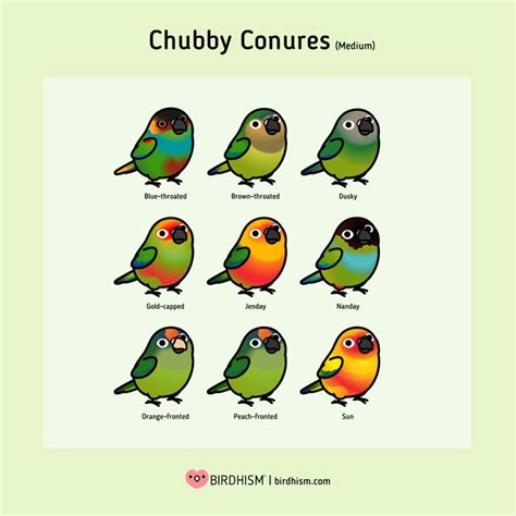 Chubby Conures Medium Sized Cute Birds Rhode Island Red Hen