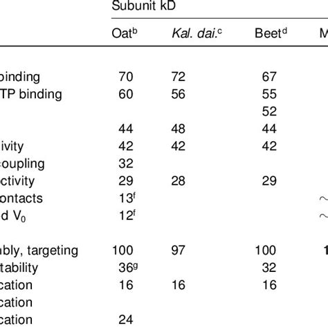 Structure And Subunit Function Of V Atpases In Yeast Bovine Brain And Download Table