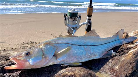 Como Pescar RÓbalos De Playa Tips De Pesca Pesca De Orilla Youtube