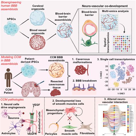 Groundbreaking Advance In Brain Science Creating Human Blood Brain